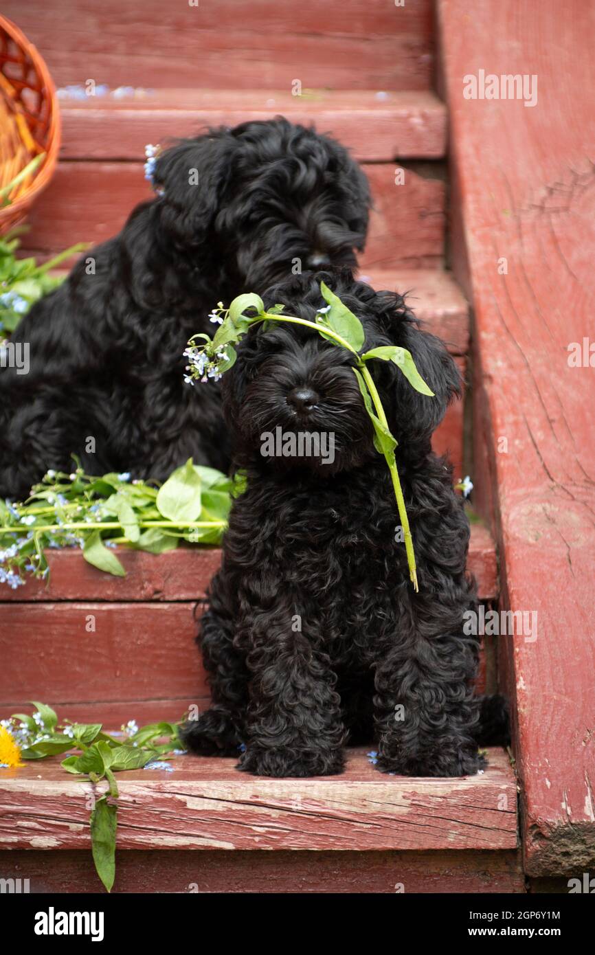 two black miniature schnauzer puppies with forget-me-not flowers and a ...