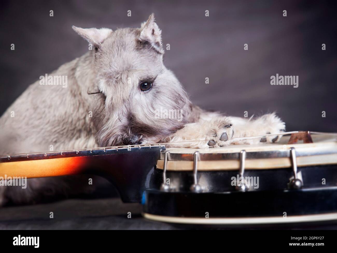 Dog breed miniature schnauzer color "pepper and salt" in a photo studio ...