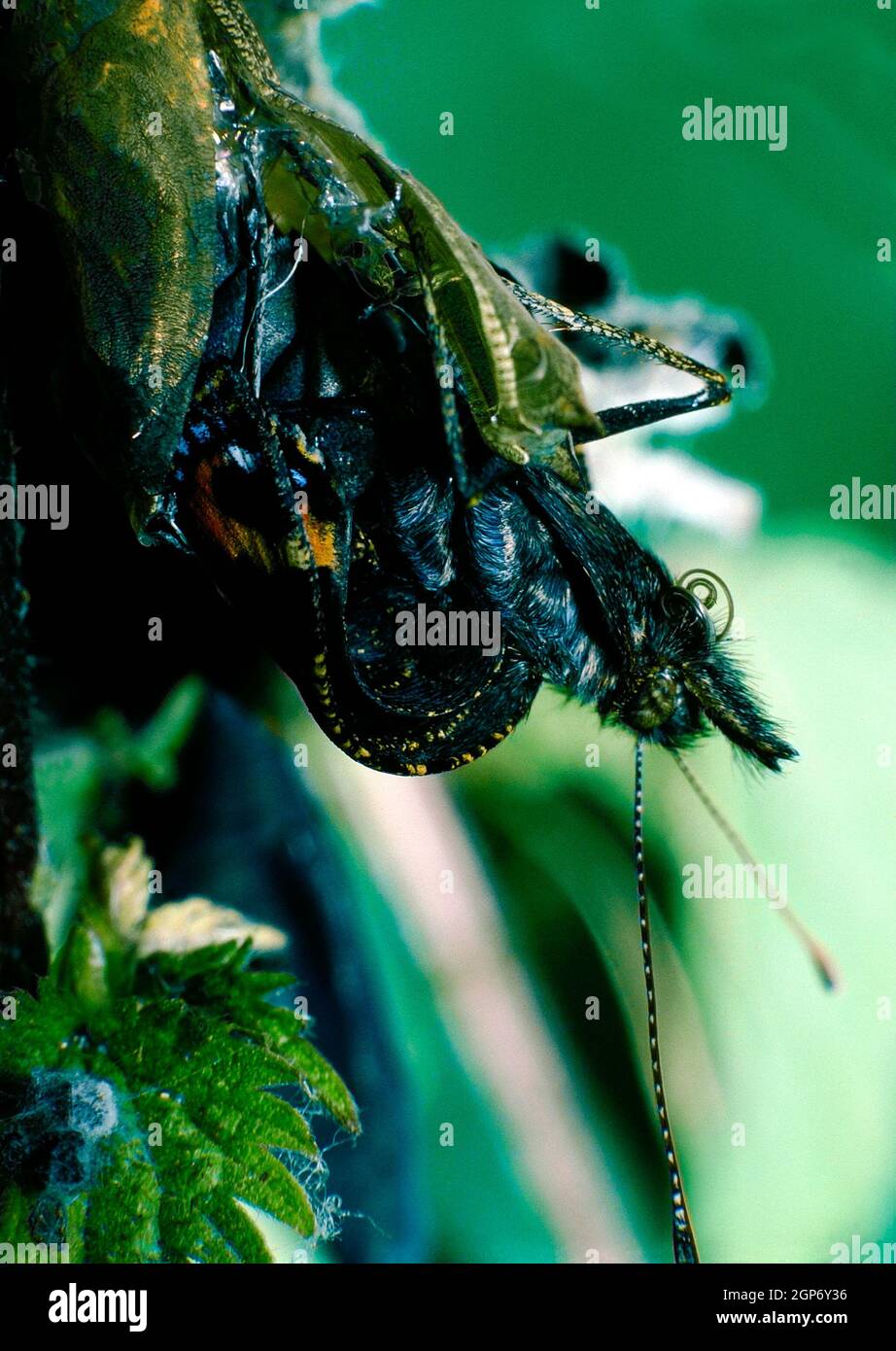 Aglais urticae - Small tortoiseshell butterfly emerging from chrysalis ...