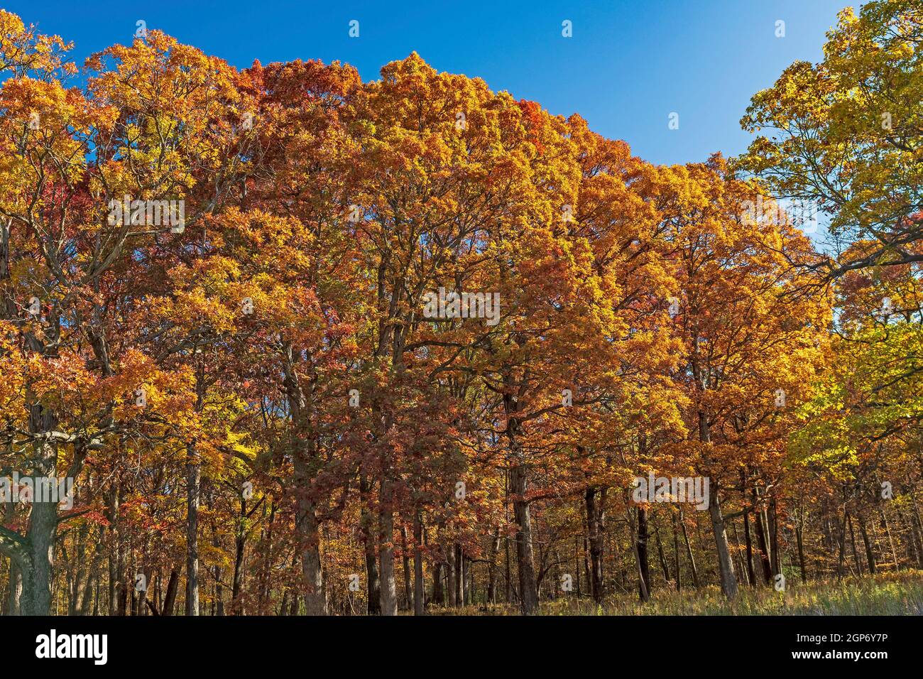 Dramatic Oak Trees in the Fall in Ned Brown Preserve in Illinois Stock ...