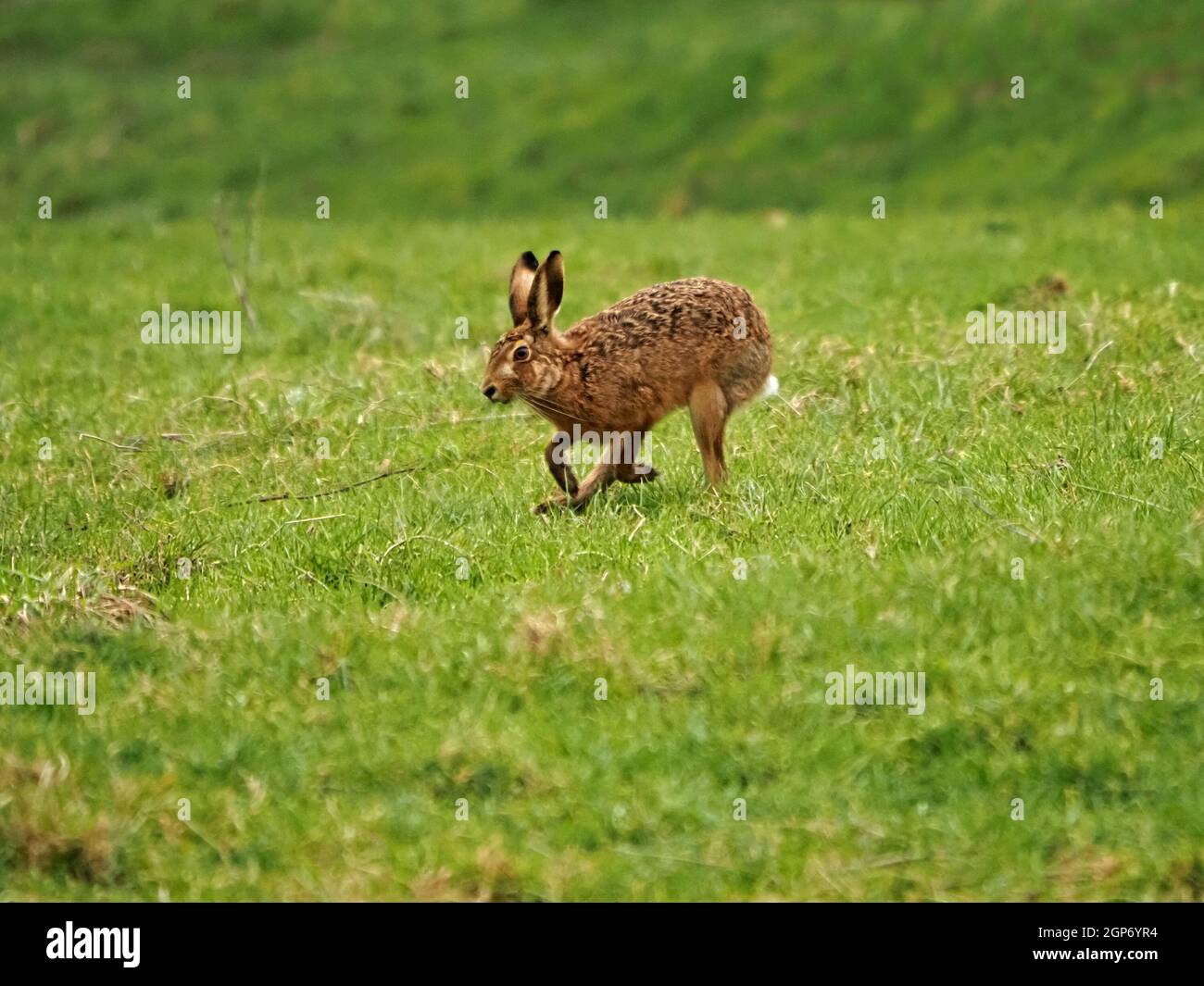 Brown hare/ European hare (Lepus europaeus) running at high speed ...