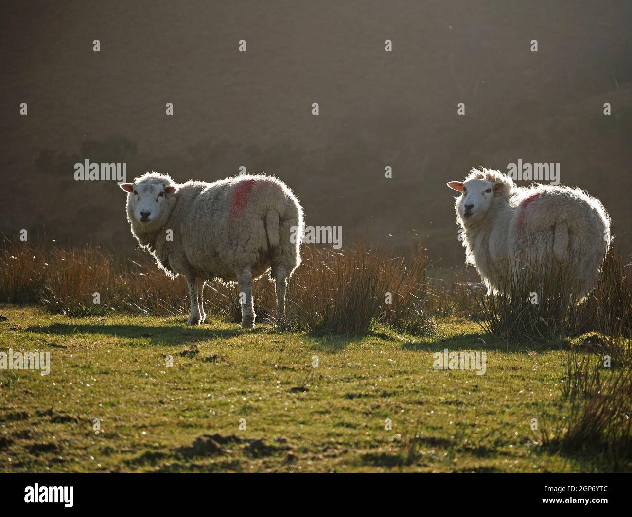Two fluffy white sheep hi-res stock photography and images - Alamy