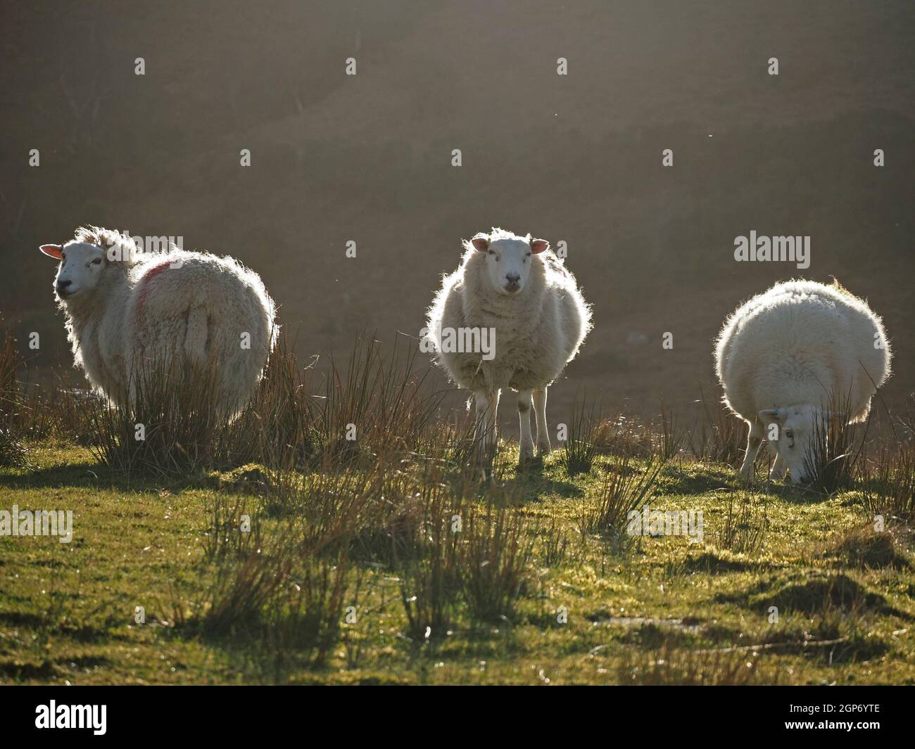Fluffy sheep hi-res stock photography and images - Alamy