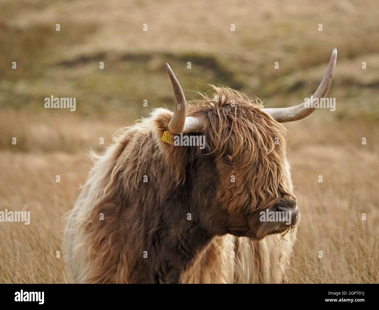 Highland Cow with characteristic upturned horns, fluffy dun shaggy coat ...