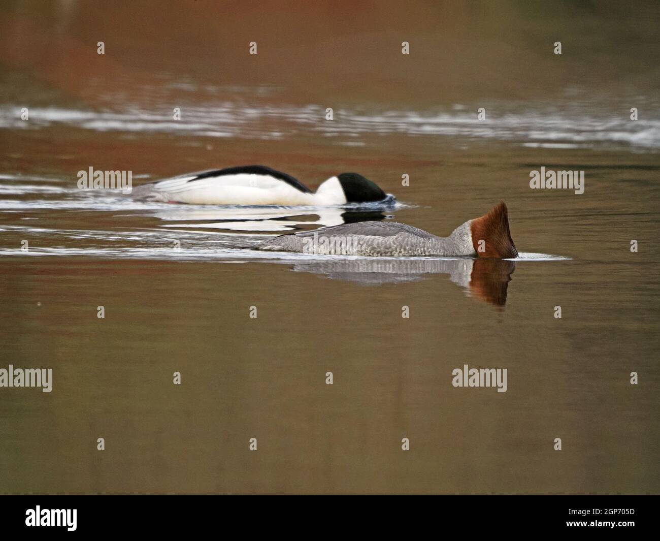 breeding pair of Goosander / Common Merganser (Mergus merganser ...