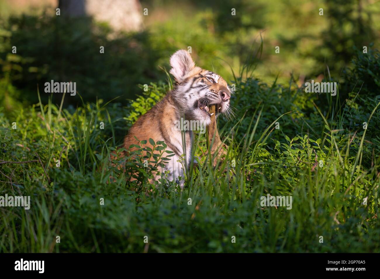 Cute Bengal tiger cub is biting a wooden stick sitting in the woods ...