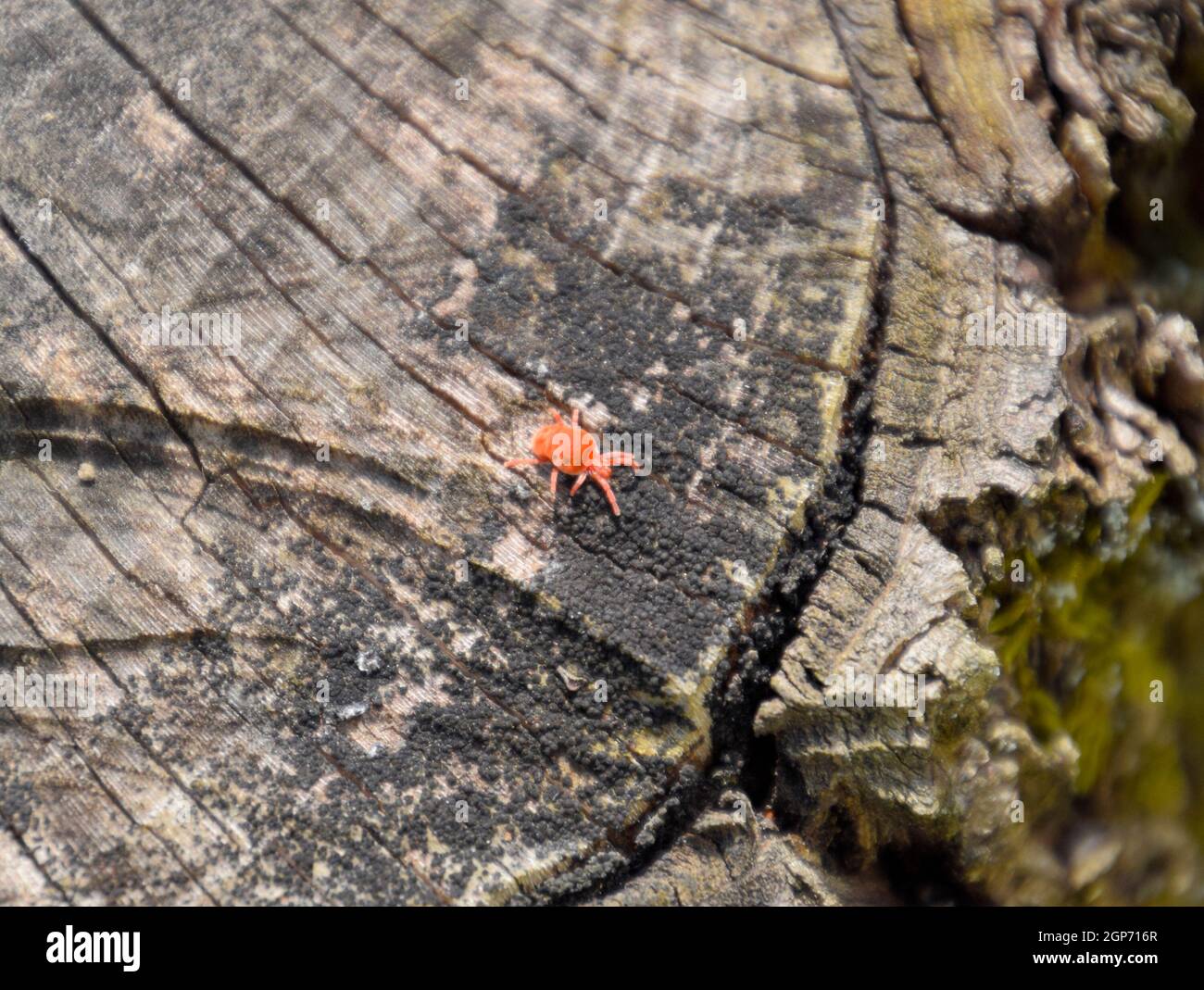 Red velvet tick on the stump. Close up macro Red velvet mite or ...