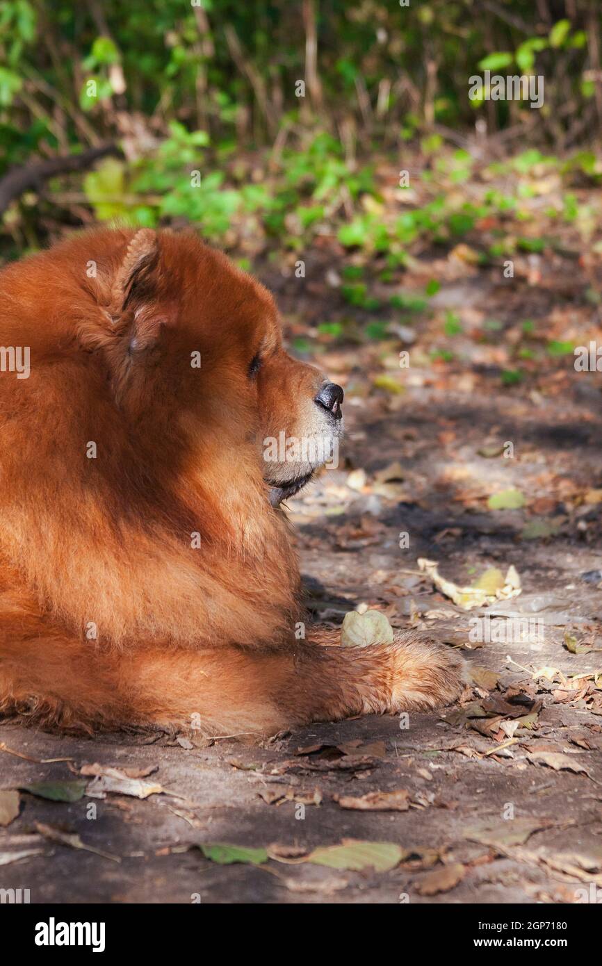 A large red-haired, shaggy dog of the Chow Chow breed, lying in profile ...