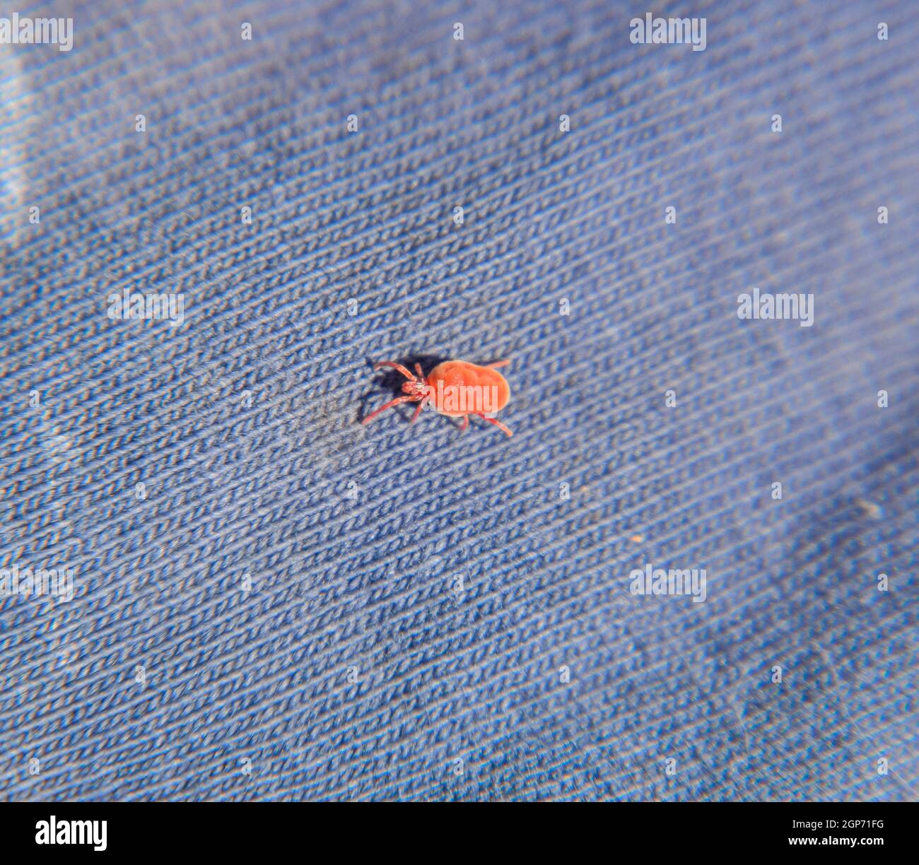 Red velvet mite on a blue rag. Running mite. Close up macro Red velvet ...