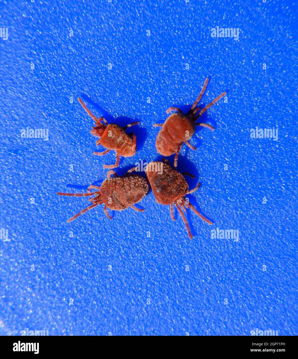 Close up macro Red velvet mite or Trombidiidae. Arthropod mites on a ...