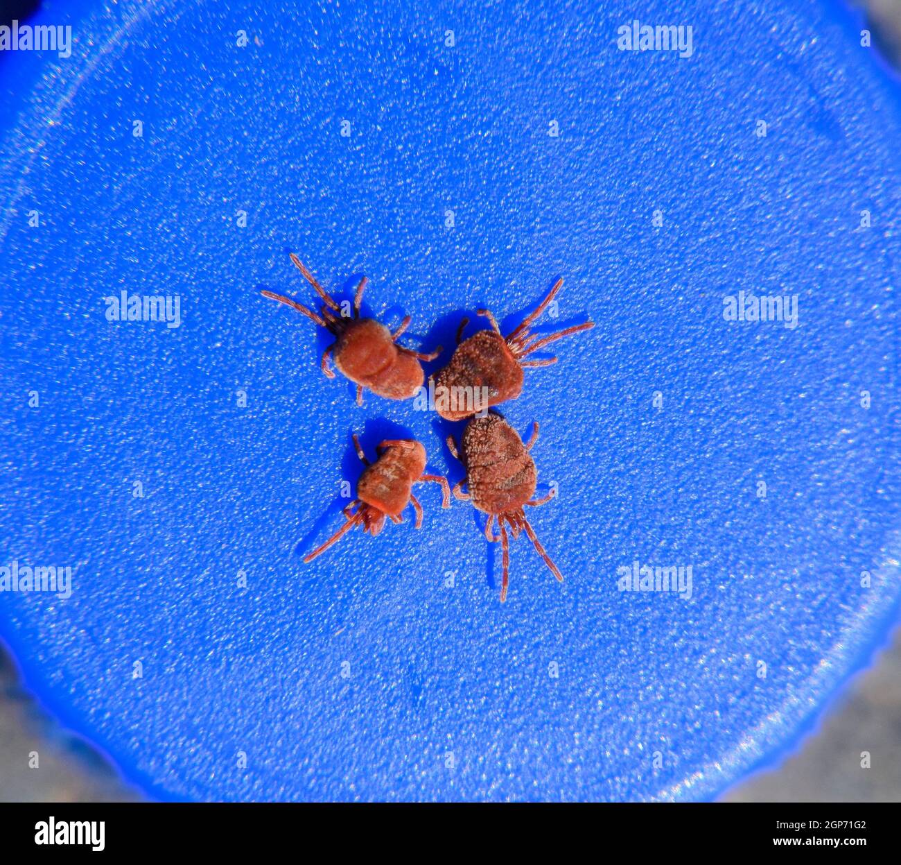 Extremeclose hi-res stock photography and images - Alamy