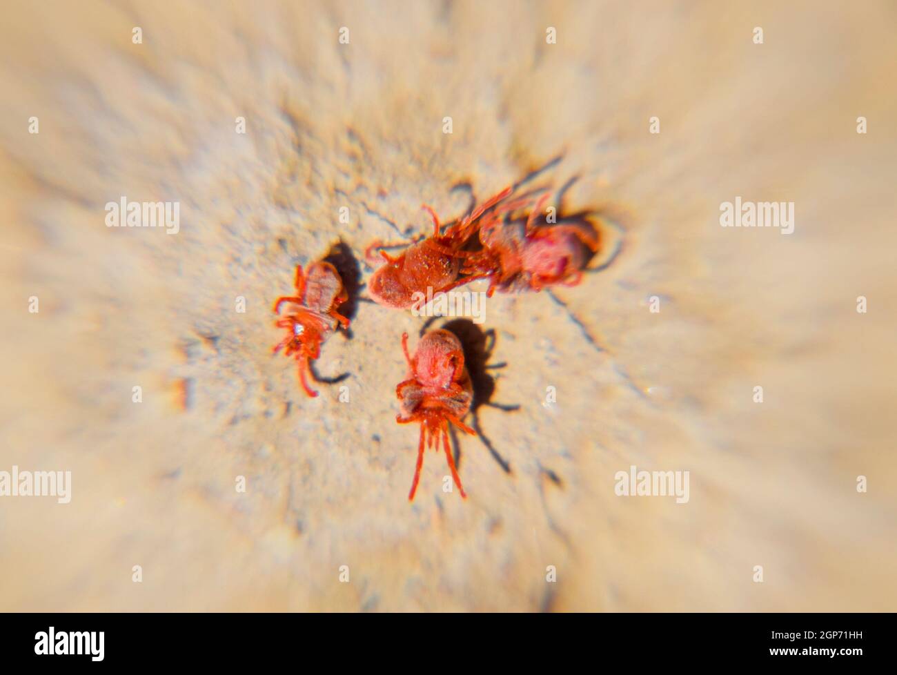 Velvet mites hi-res stock photography and images - Alamy