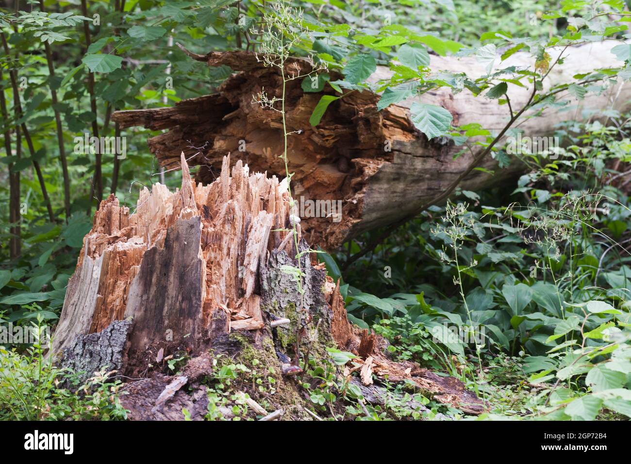 Old dead tree in a deciduous forest in summer hi-res stock photography ...