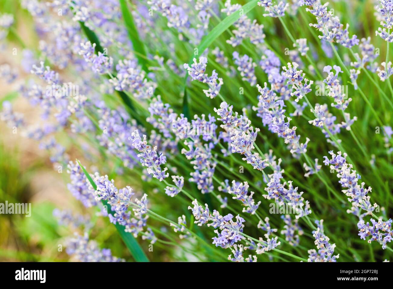 Lavender lush is in bloom, purple flowers on a summer day. Close-up ...
