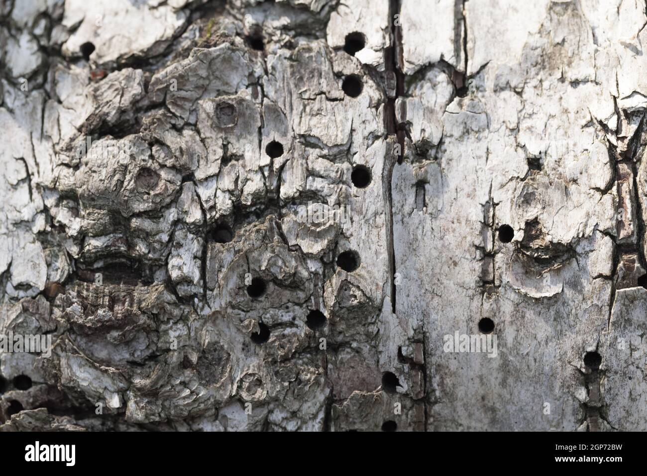 Wood texture damaged bugs bark hi-res stock photography and images - Alamy