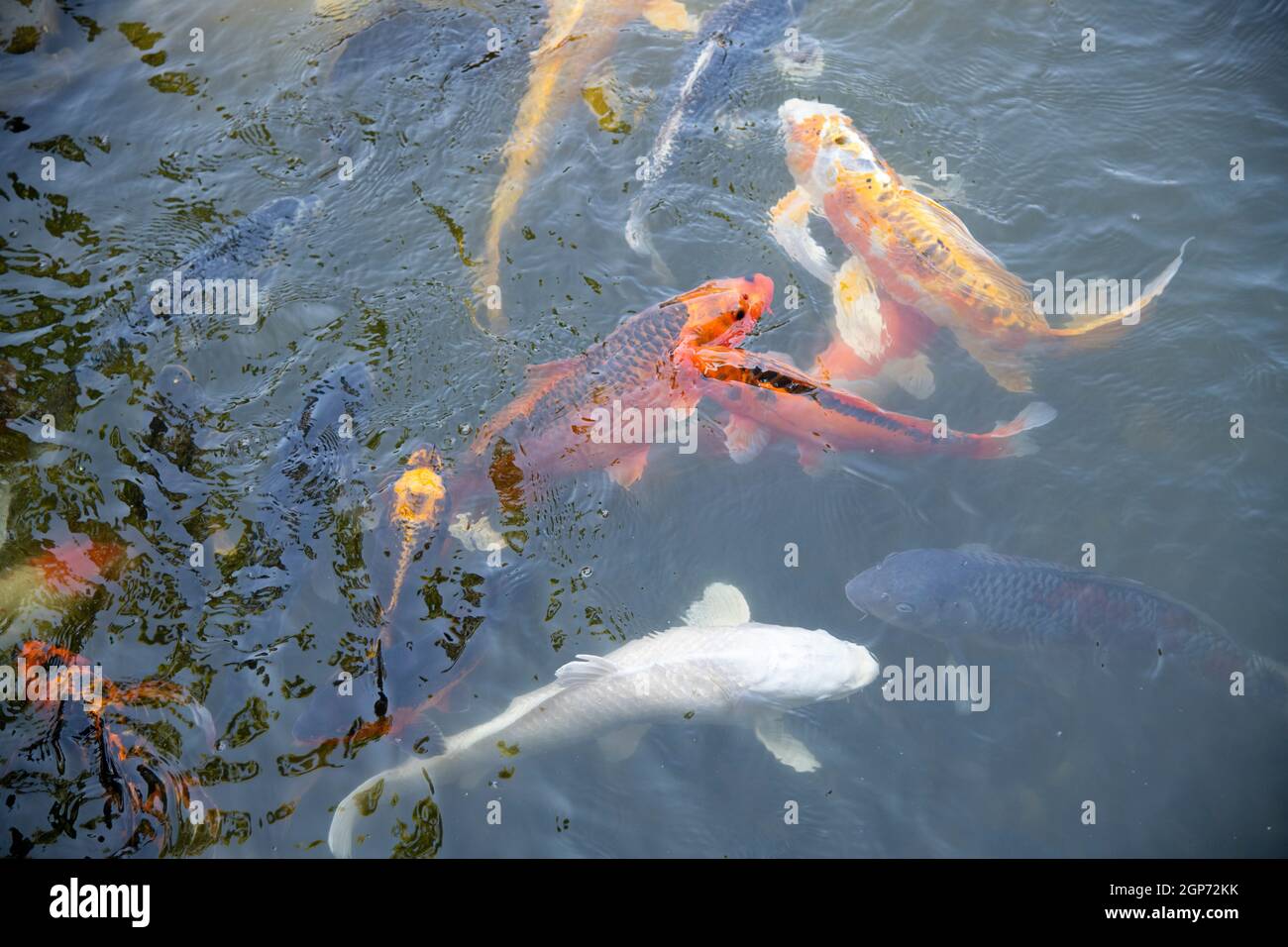 Koi fish in pond close hi-res stock photography and images - Alamy