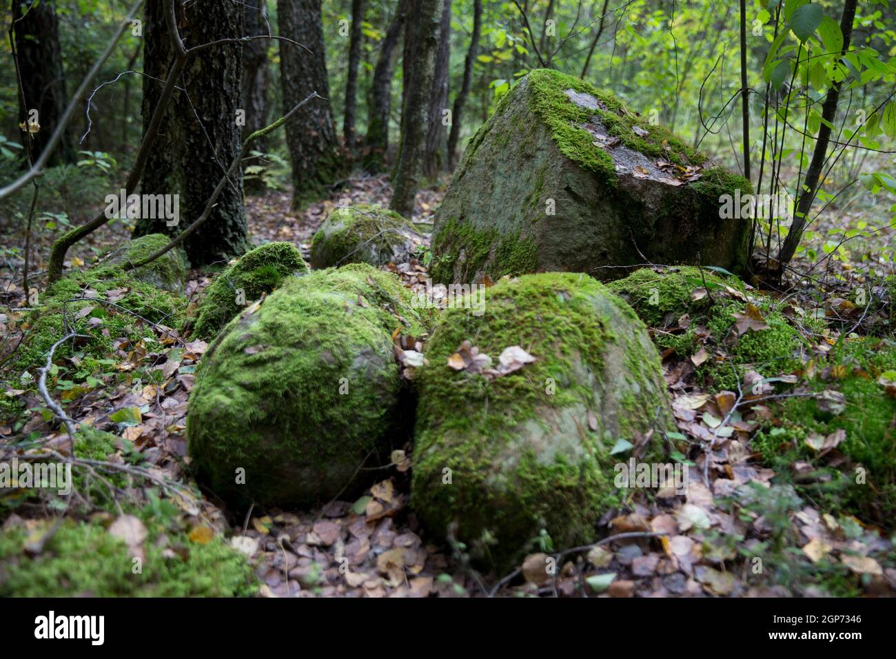Large leaf rough texture hi-res stock photography and images - Alamy
