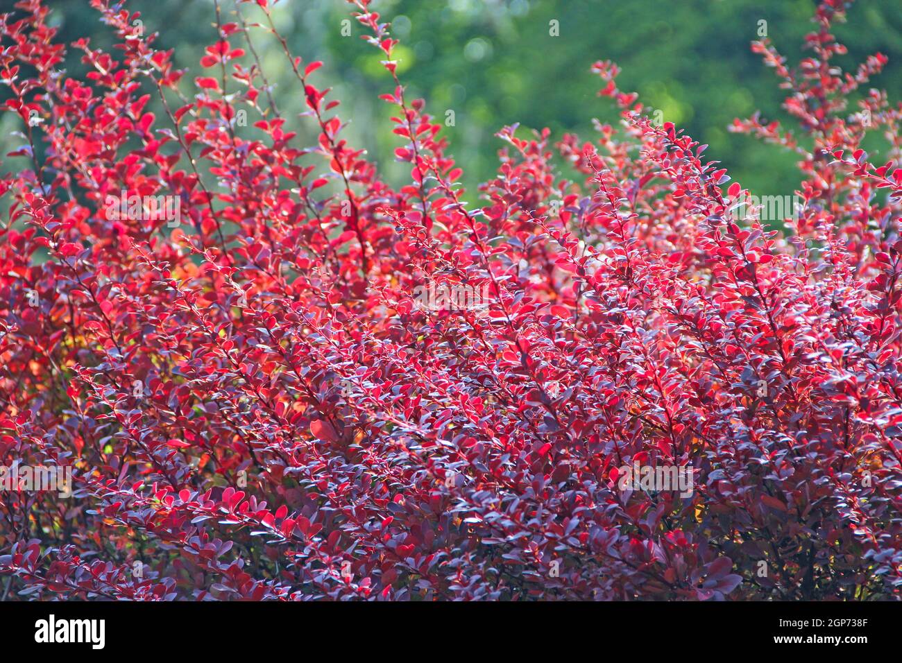 Red boxwood leaves in summer. Beautiful leaves of boxwood in the park ...