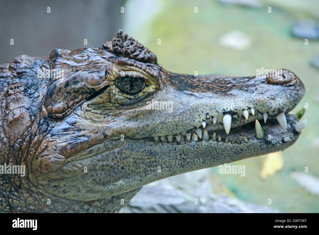 Crocodile head close up. Muzzle of large reptile close up. Crocodile ...