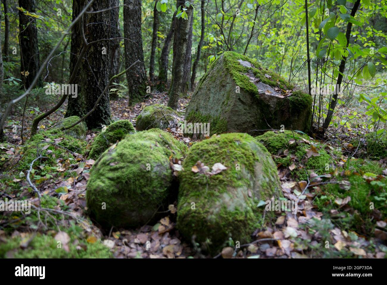 A large stone in the forest, covered with green moss and autumn foliage ...