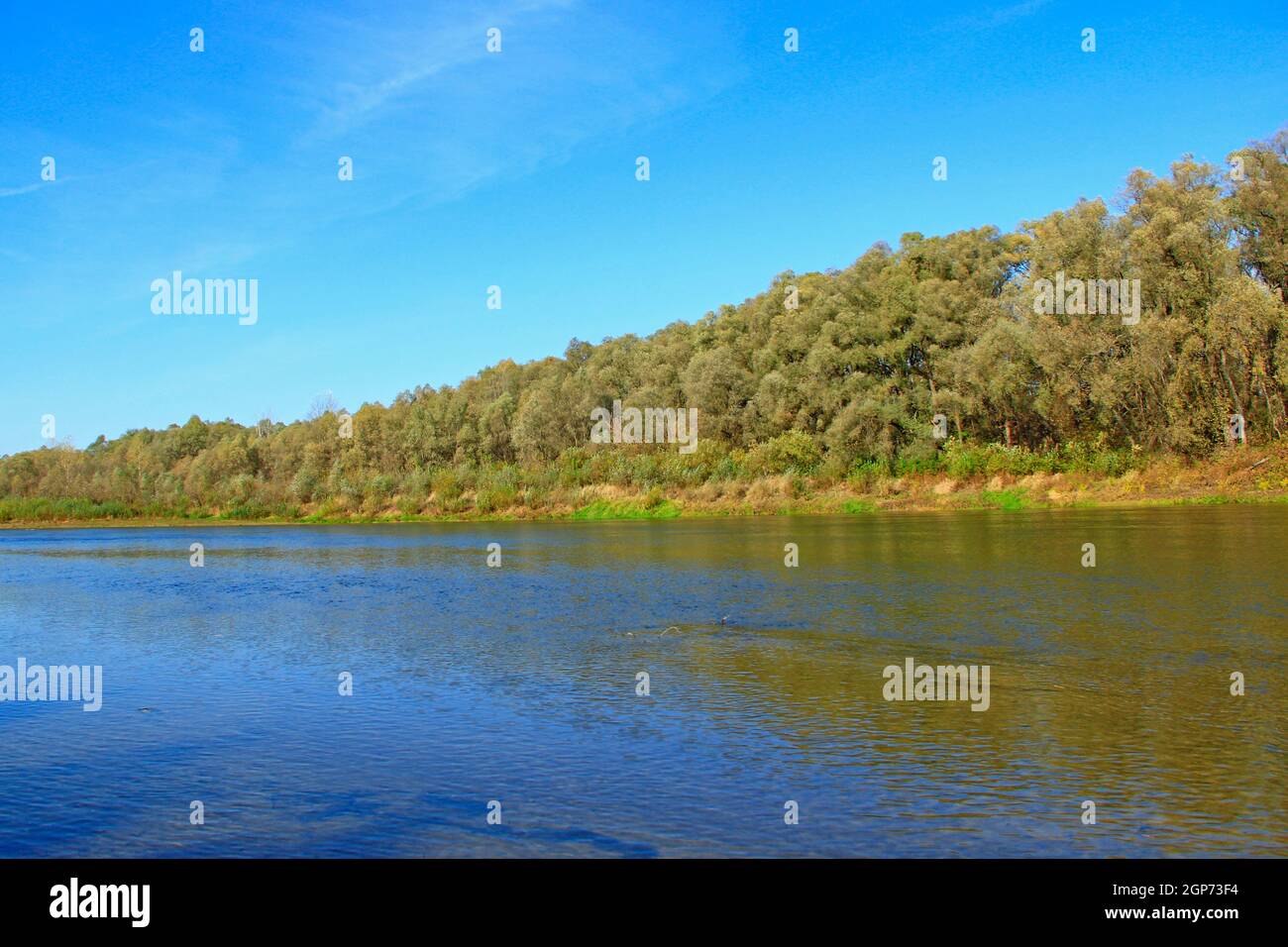 Row of willows hi-res stock photography and images - Alamy