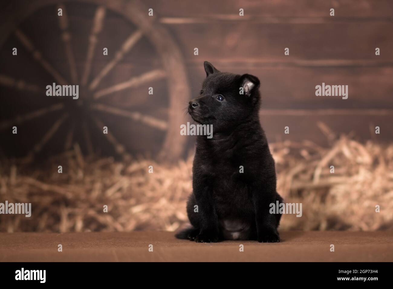 Little sad black fluffy puppy of Belgian schipperke shepherds breed ...