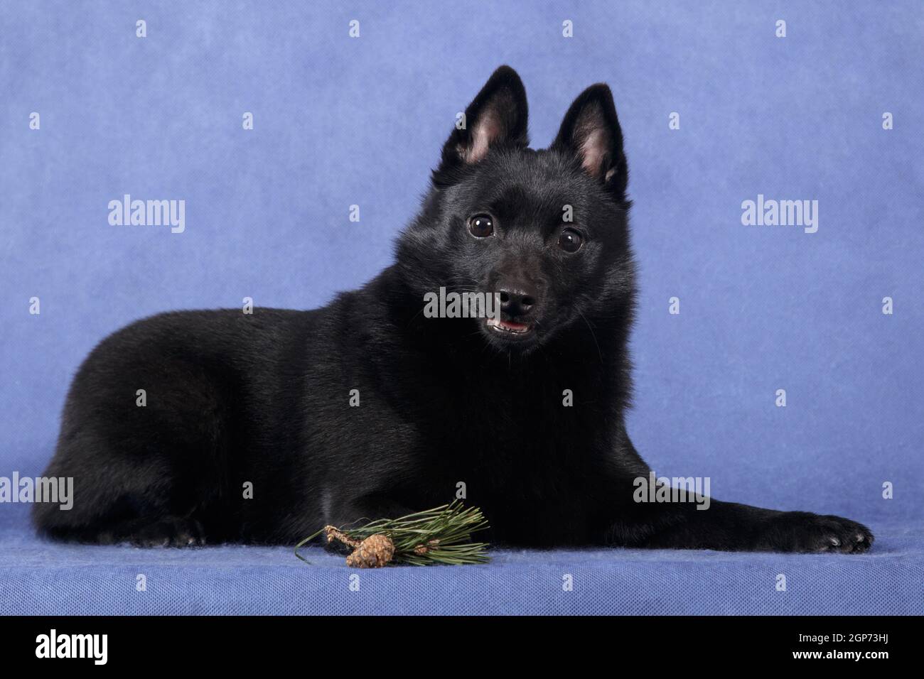 Black small fluffy dog of Belgian shepherd breed shepherds, lies on a ...