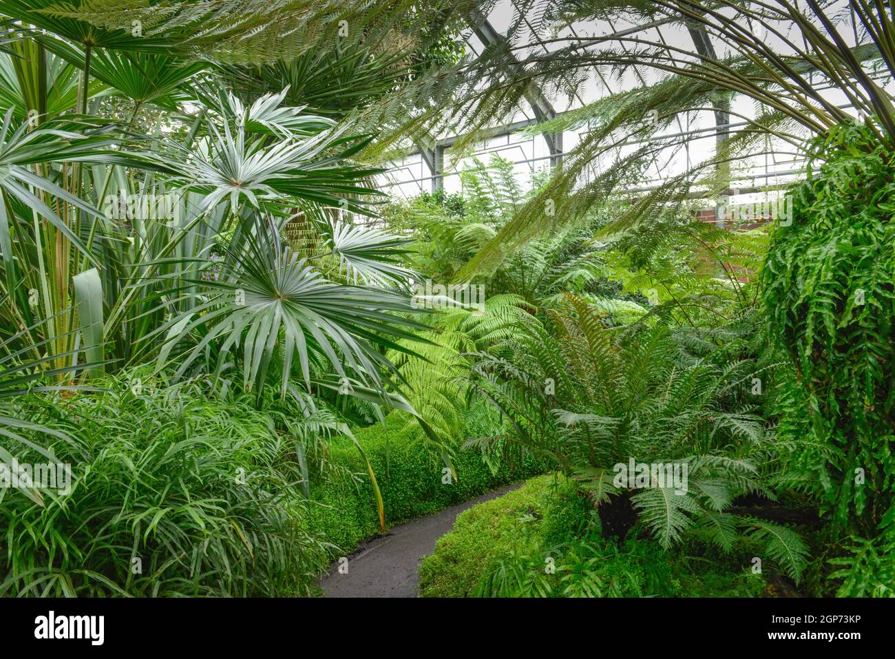 Tropical House, Flora, Botanical Garden, Riehl, Cologne, North Rhine ...