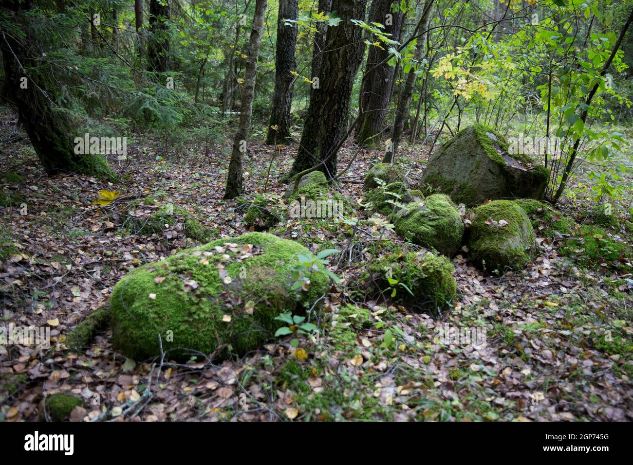 Large leaf rough texture hi-res stock photography and images - Alamy