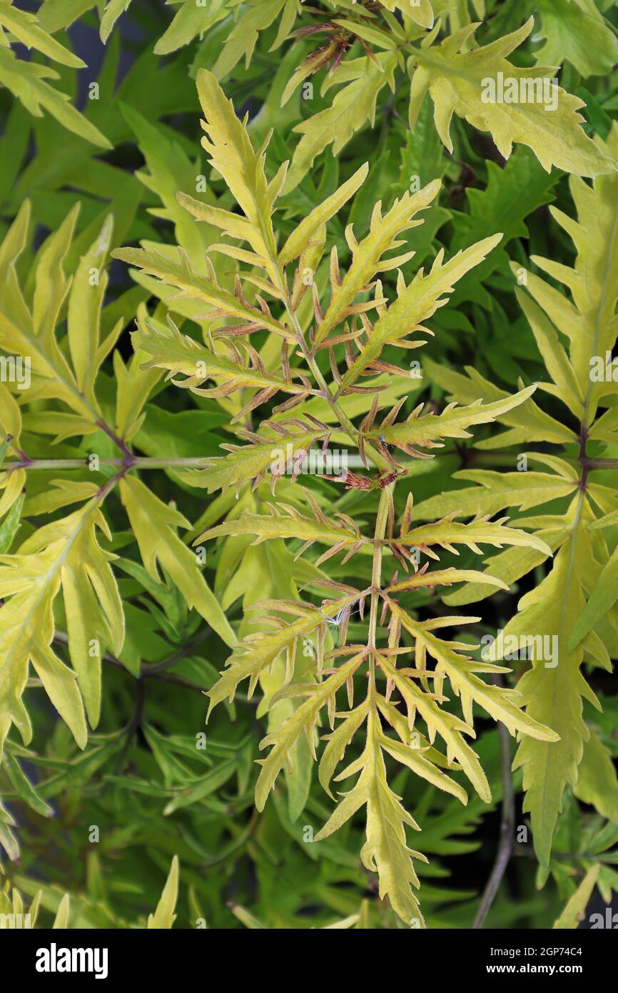 Feather Trees With Leaves