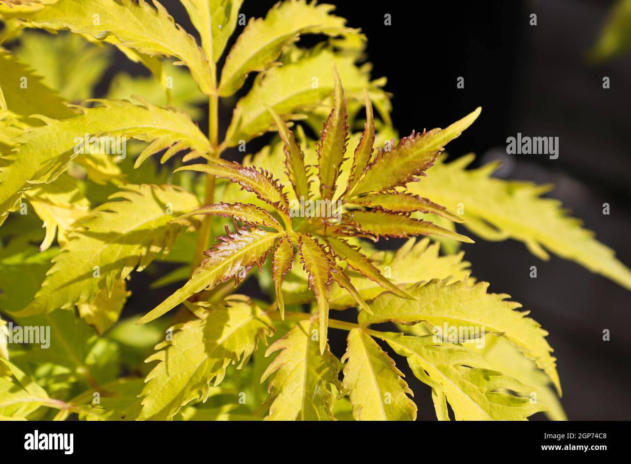 Frilled green leaves hi-res stock photography and images - Alamy