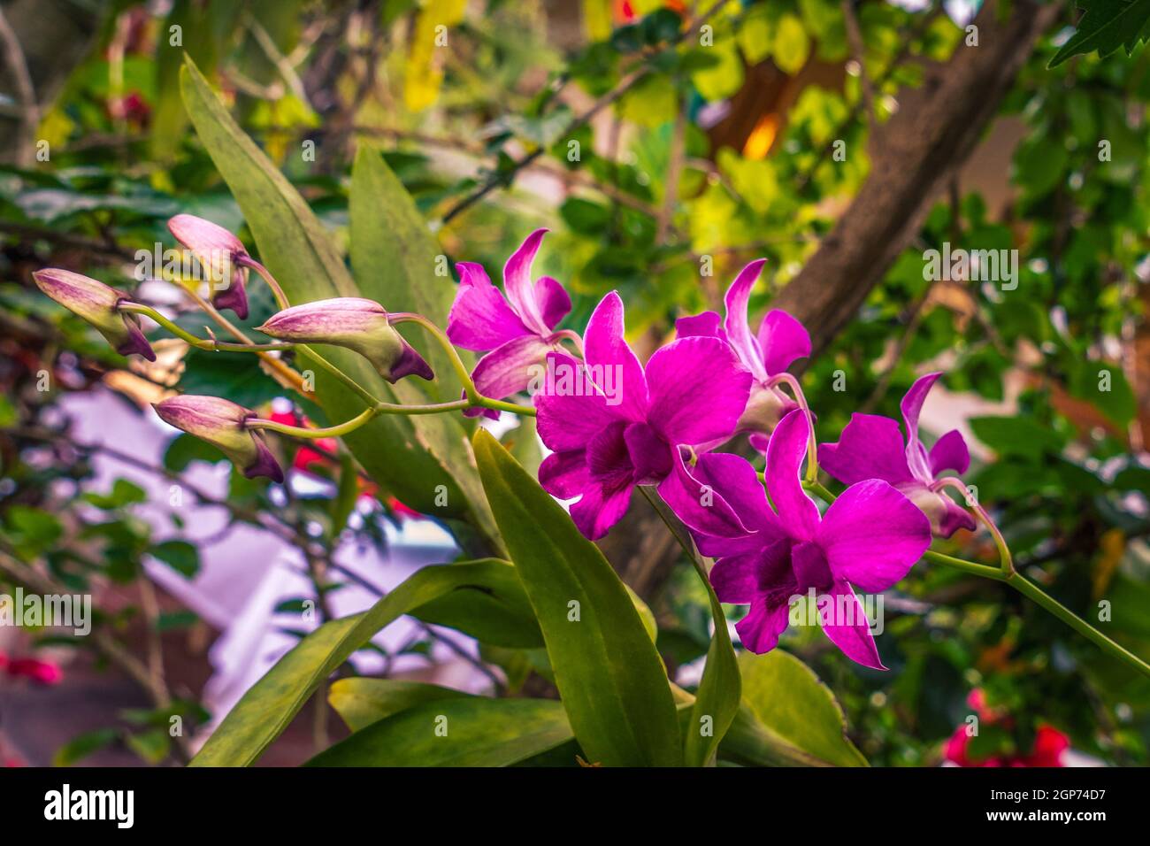 A photograph of a cluster of violet orchids Stock Photo - Alamy