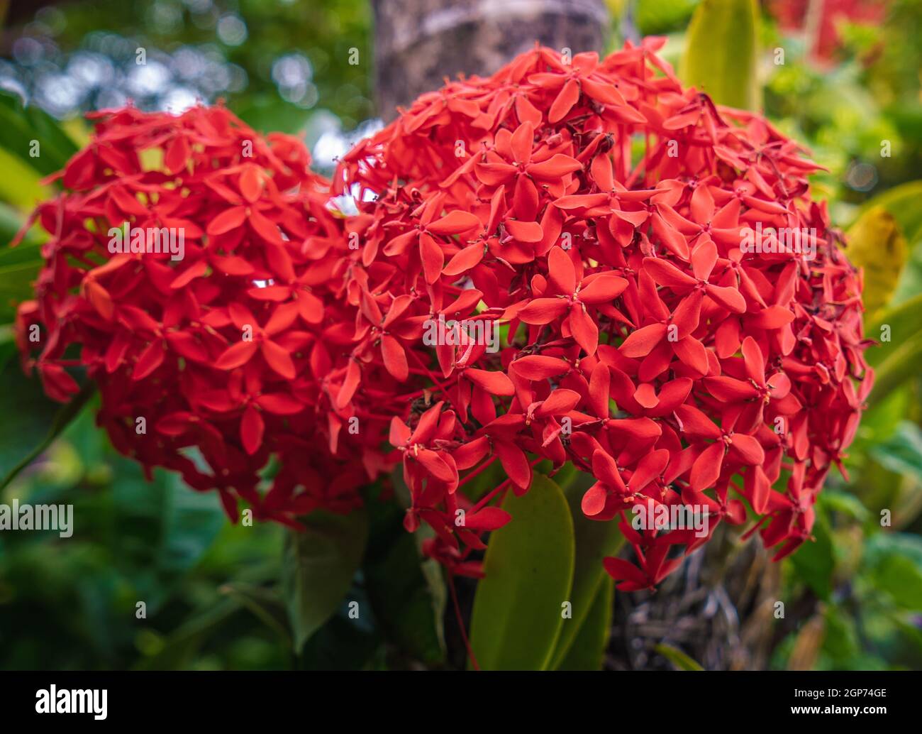 A photograph of a cluster of red ixora flowers Stock Photo - Alamy