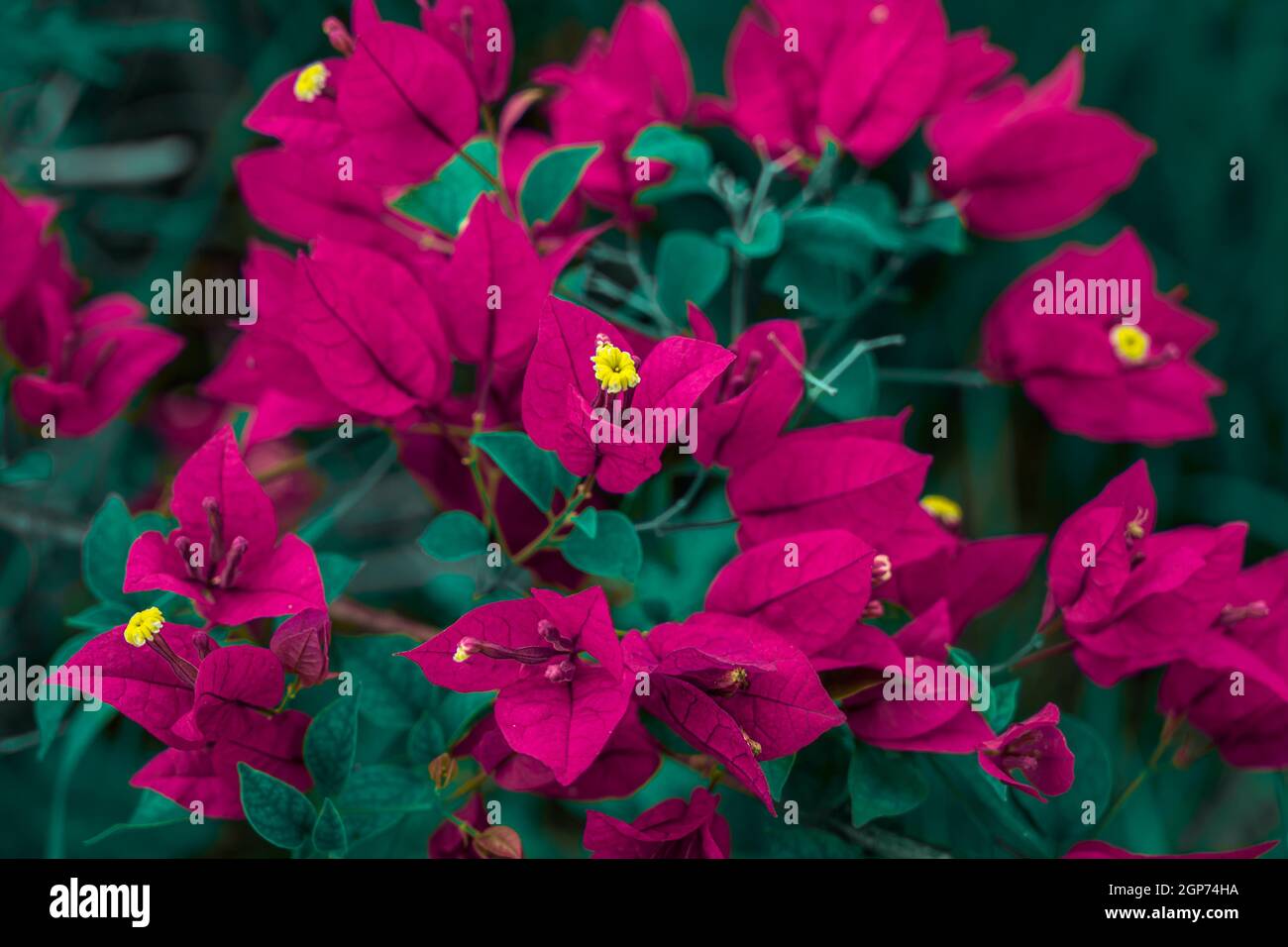 Red Santa Rita flower and greens leaves Stock Photo - Alamy