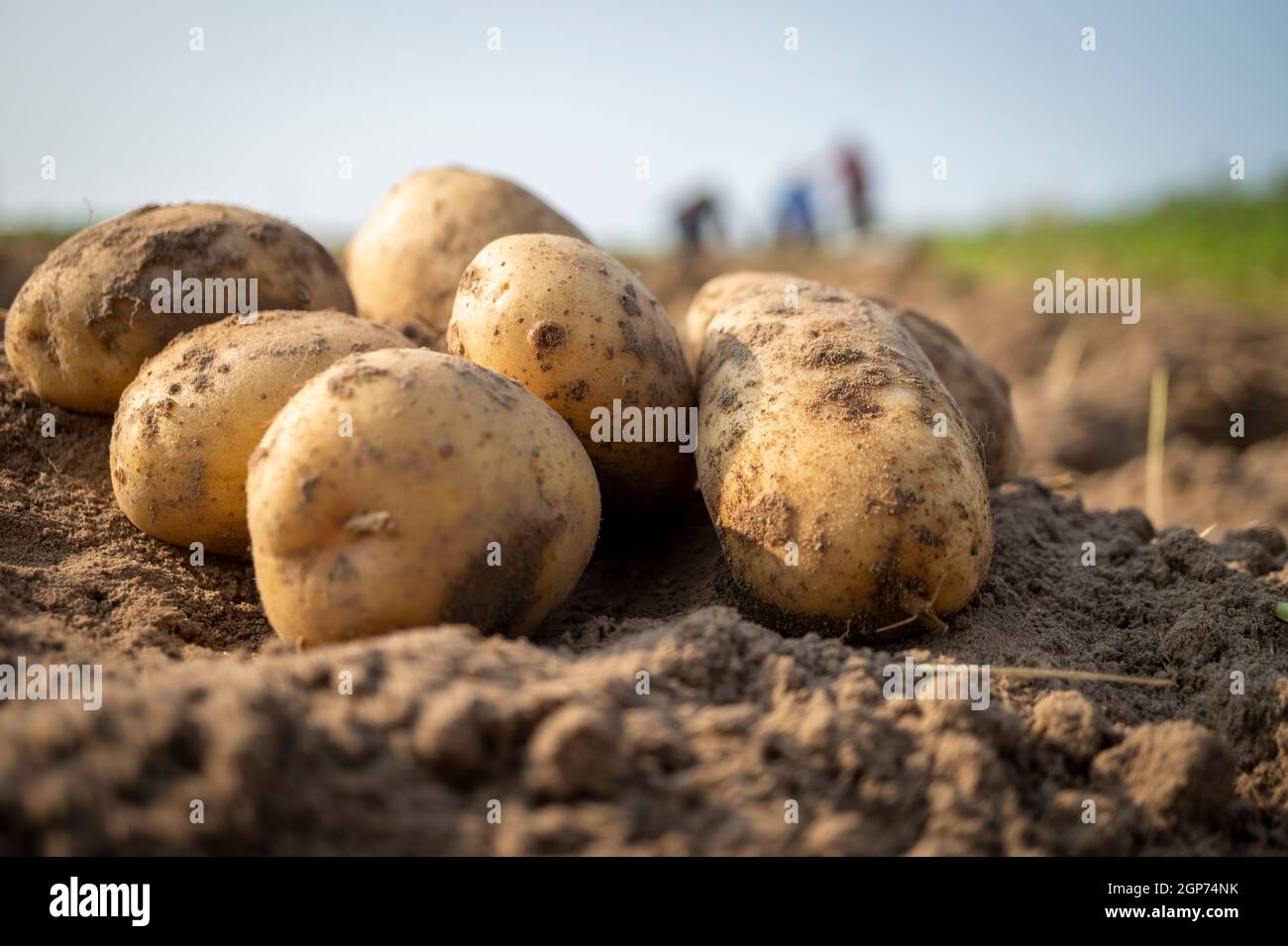 Newly dug or harvested potatoes in a farm field in a low angle view on ...