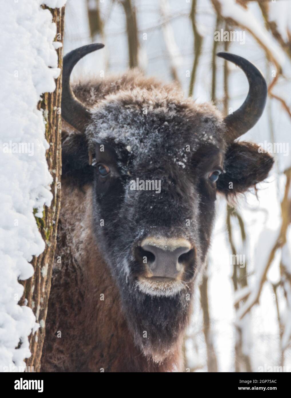 European Bison(Bison bonasus) cow head, Bialowieza Forest, Poland ...