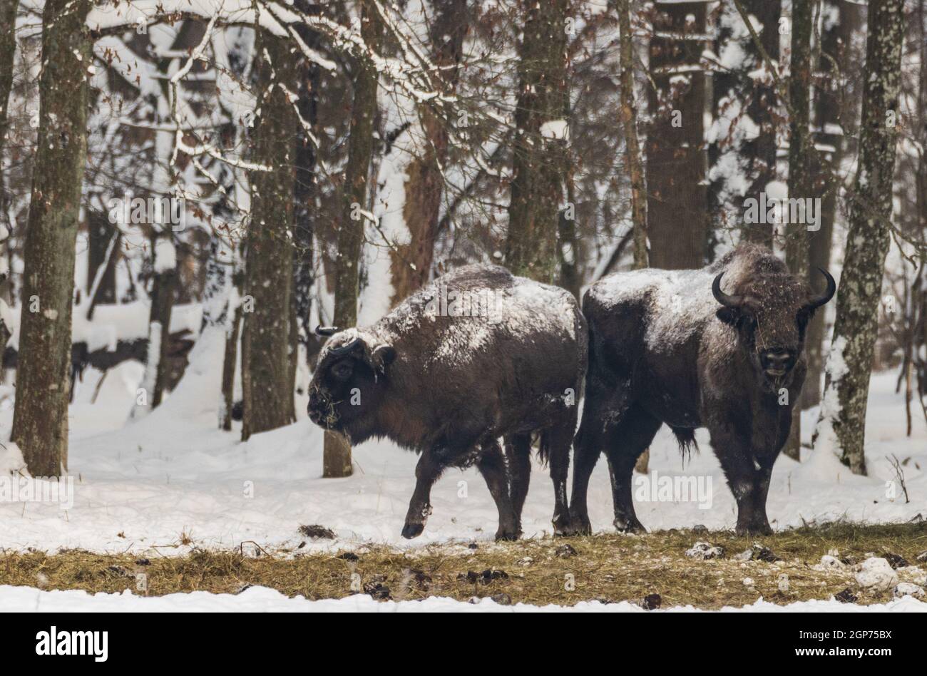 European bison(Bison bonasus) herd next tofeeding place, Bialowieza ...