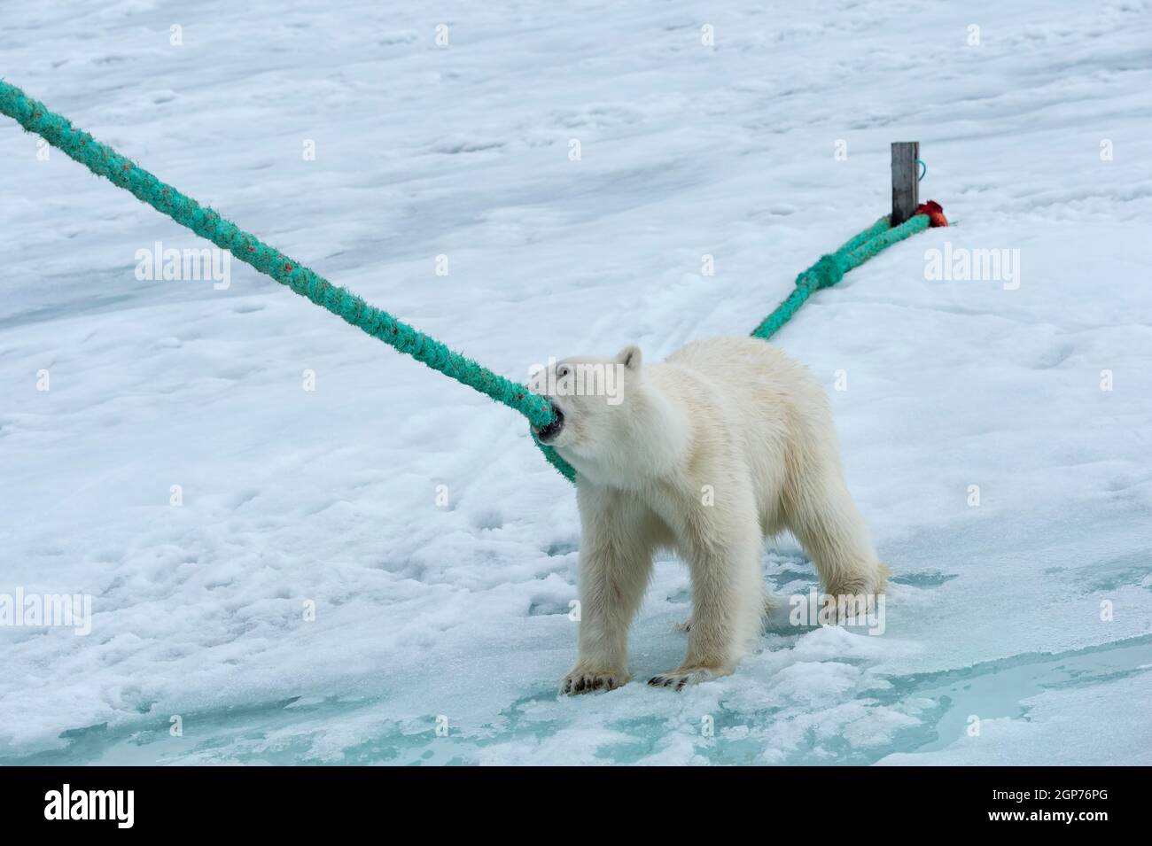 Polar bear (Ursus maritimus) pulling and biting the rope of the ...