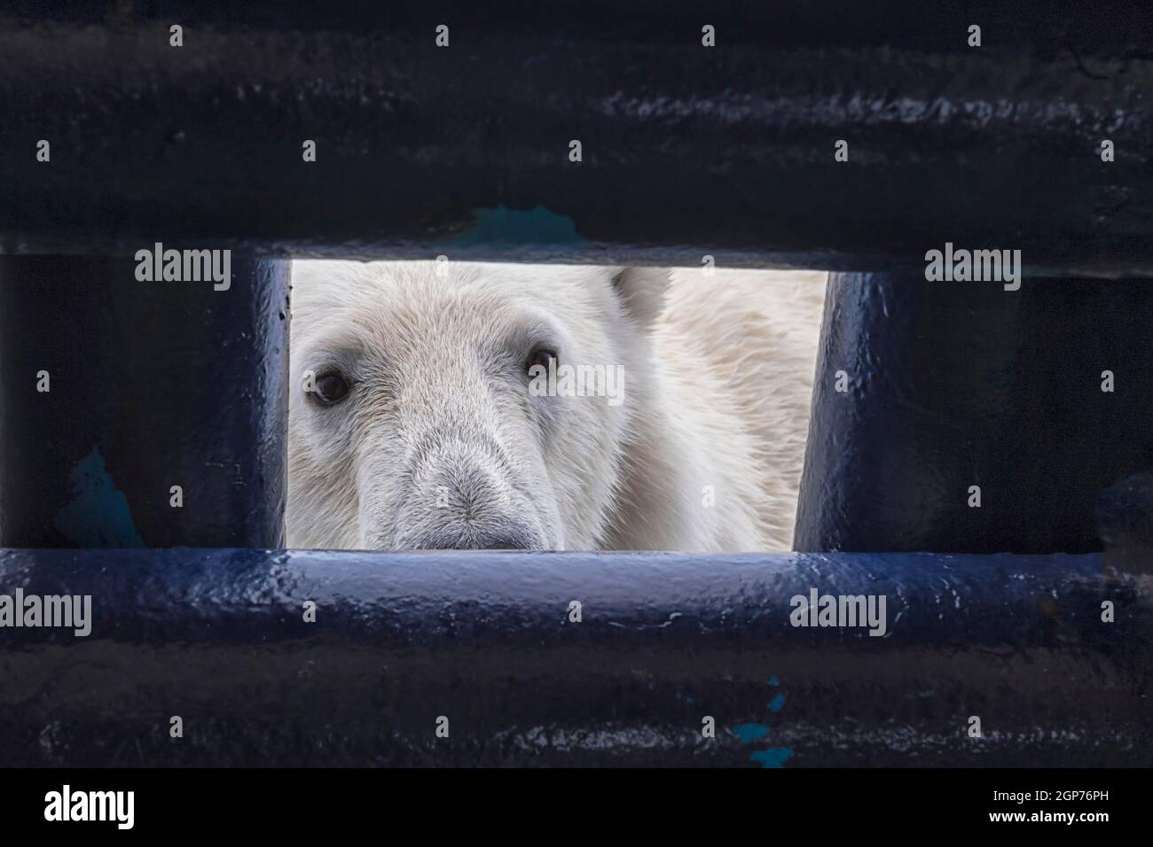 Polar bear (Ursus maritimus) looking through an opening in the deck of ...