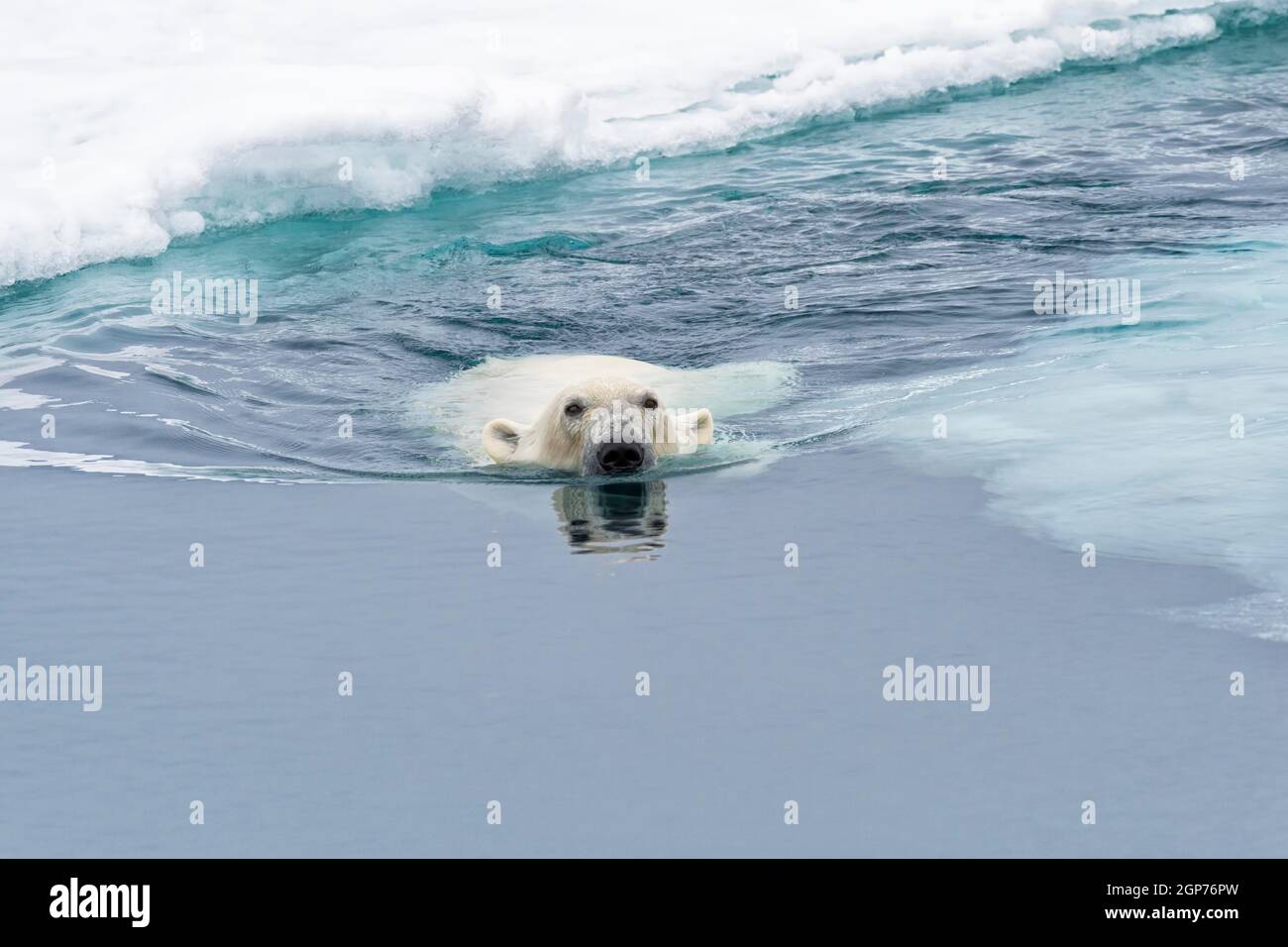 Polar bear (Ursus maritimus) swimming through pack ice, Svalbard ...