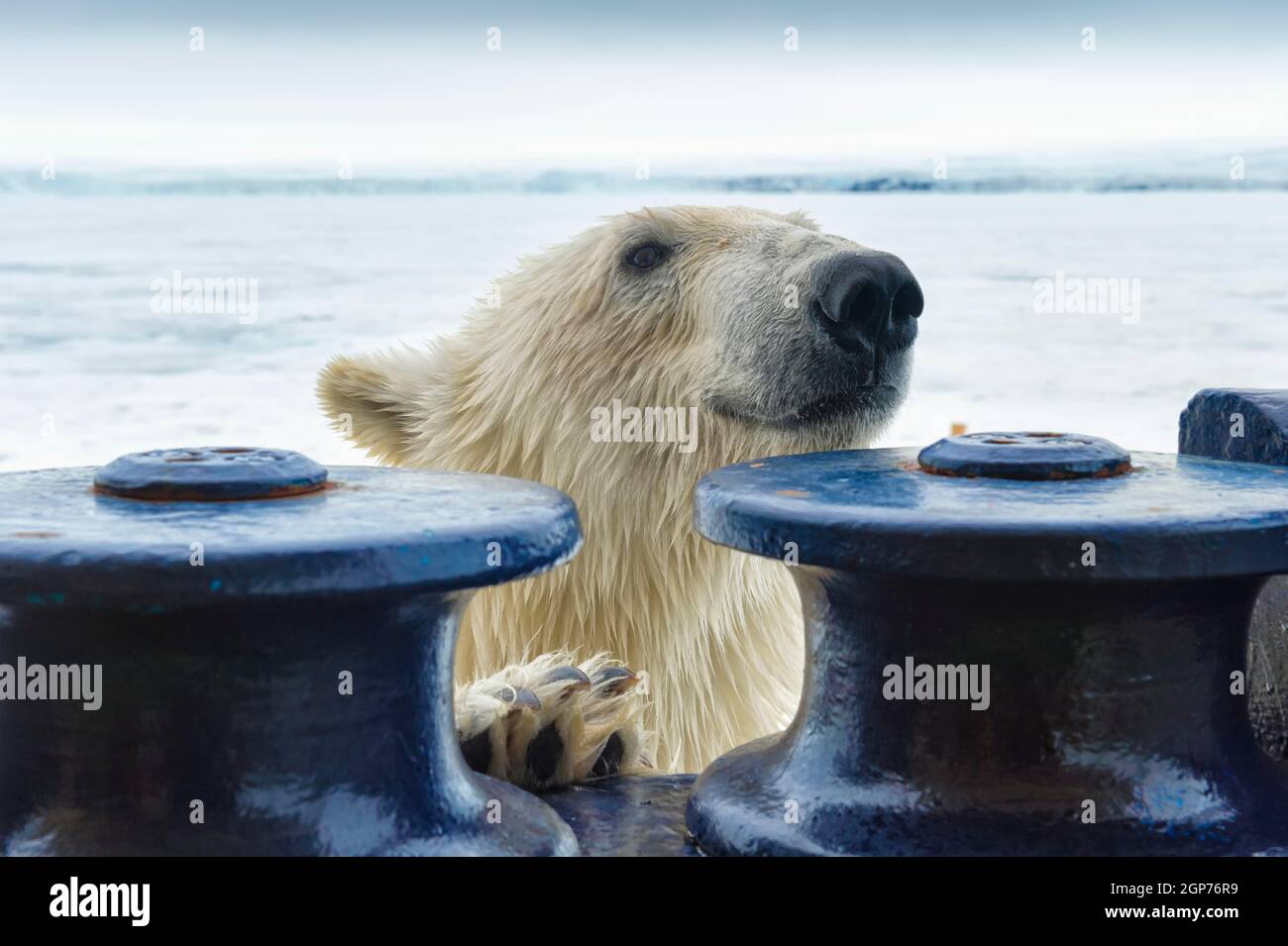 Polar bear (Ursus maritimus) trying to board the expedition ship ...