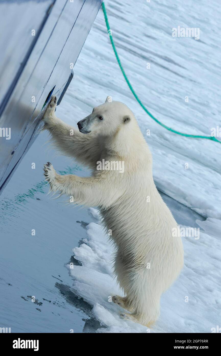 Curious polar bear (Ursus maritimus) at the hull of a ship and trying ...
