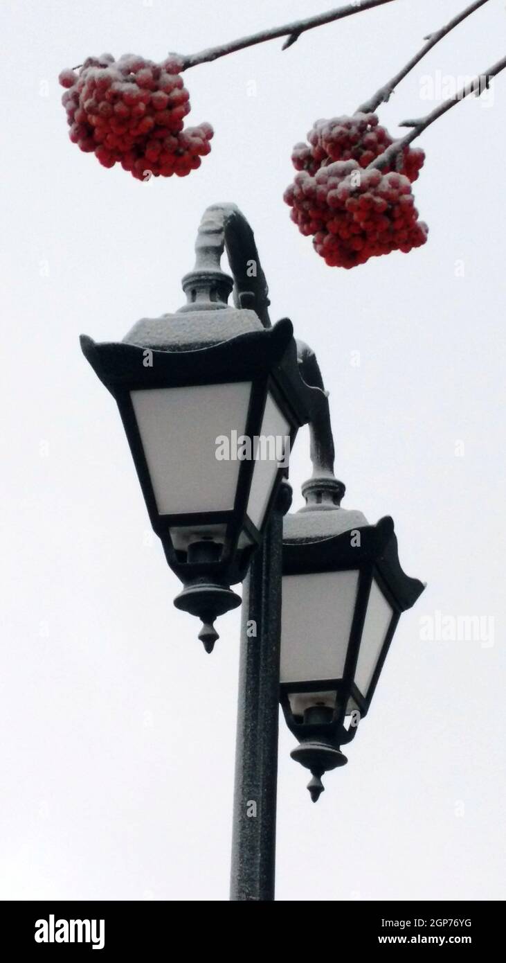 Street lamp and bundles of viburnum covered with snow against the ...