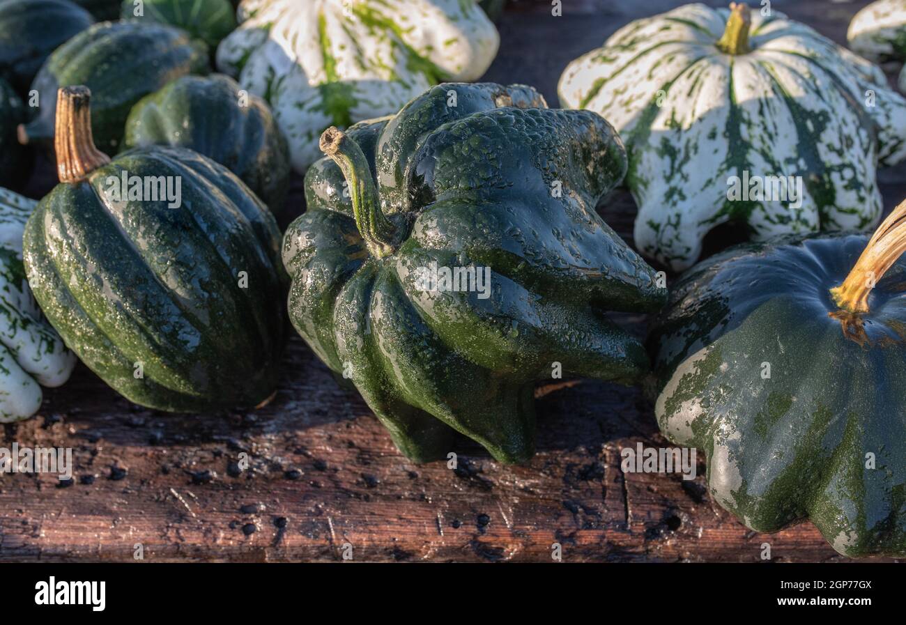 Types of gourds hi-res stock photography and images - Alamy