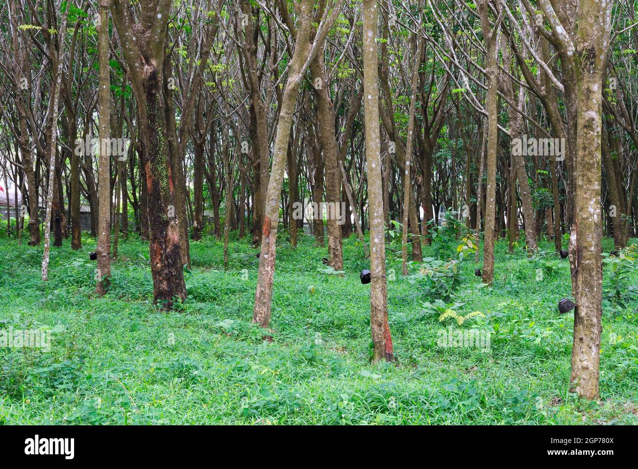 Extraction of natural rubber, rubber tree, para-rubber tree (Hevea ...