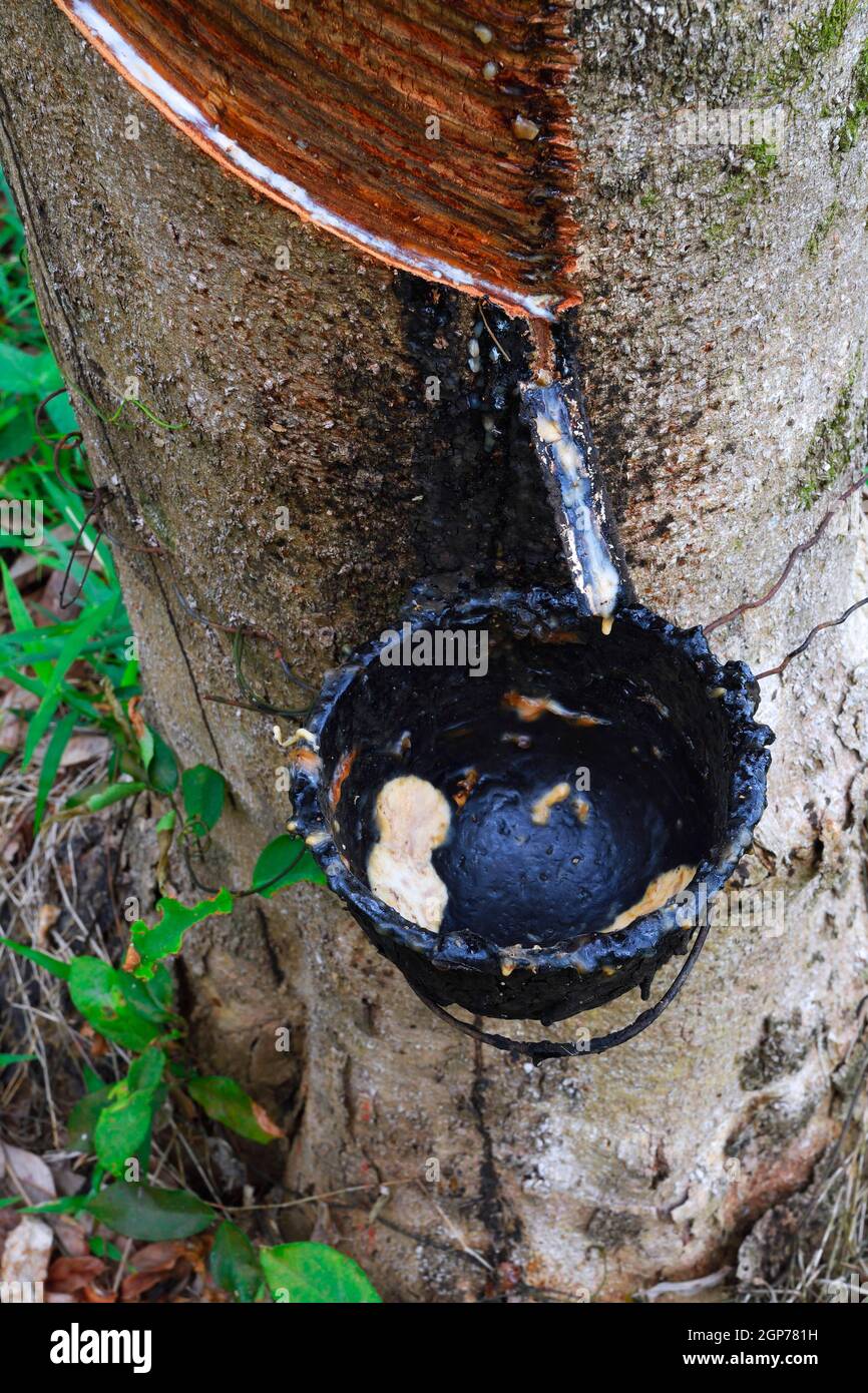 Extraction of natural rubber, rubber tree, para-rubber tree (Hevea ...