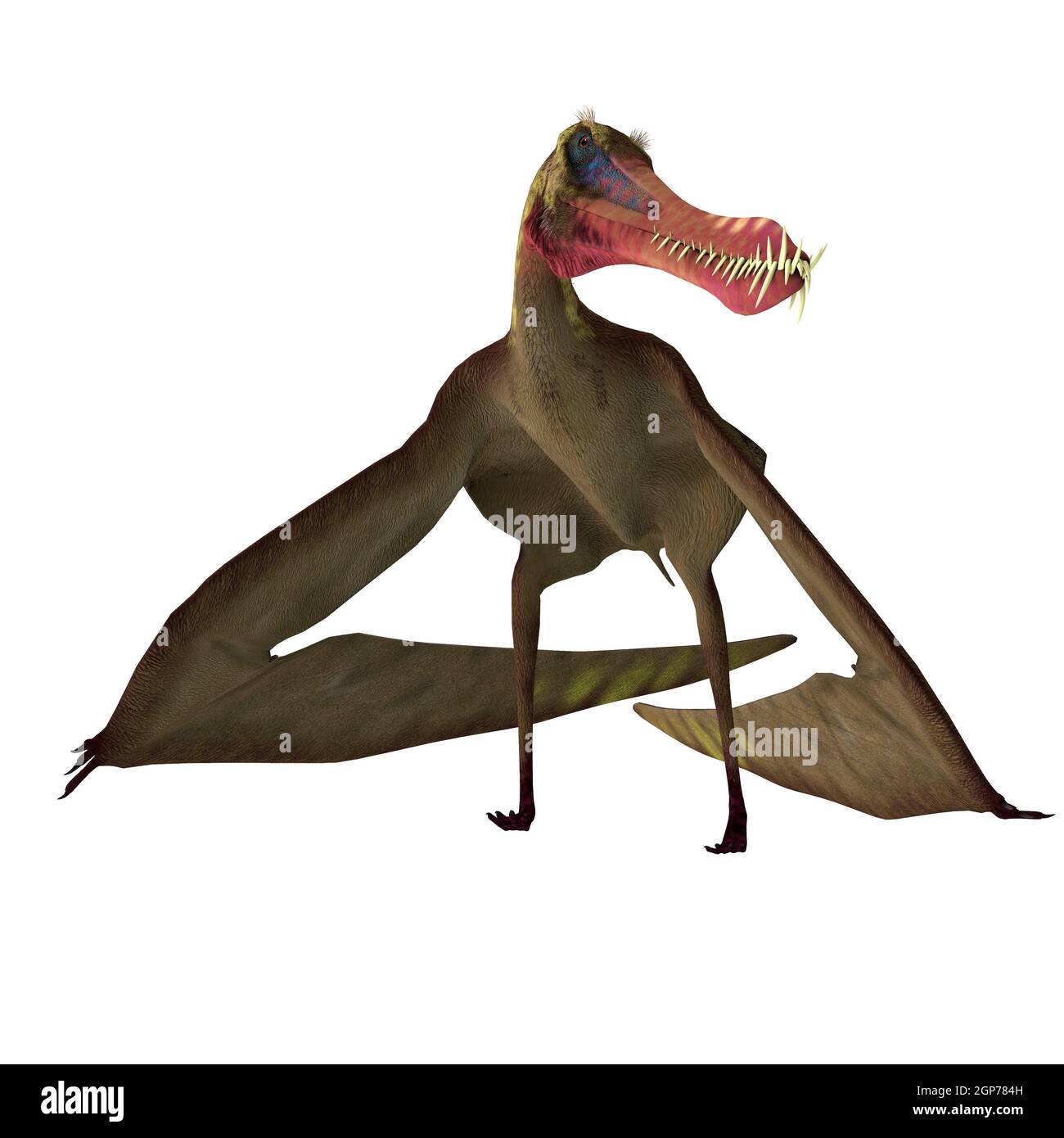 The flying predatory Pterosaur Anhanguera lived in North Africa during ...
