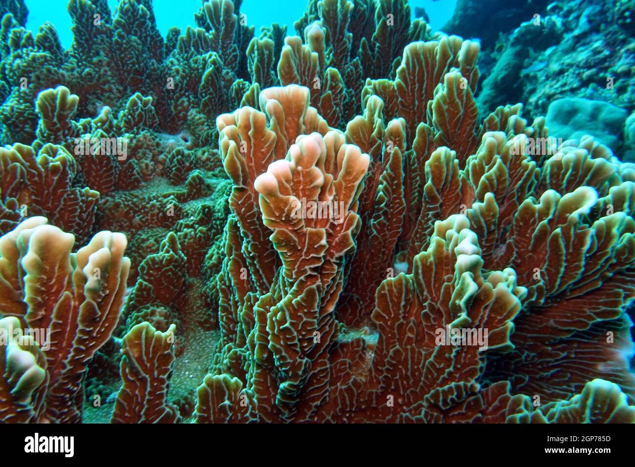 Feuerkoralle Millepora sp., Nord-Molukken, Halmahera, Indonesien ...