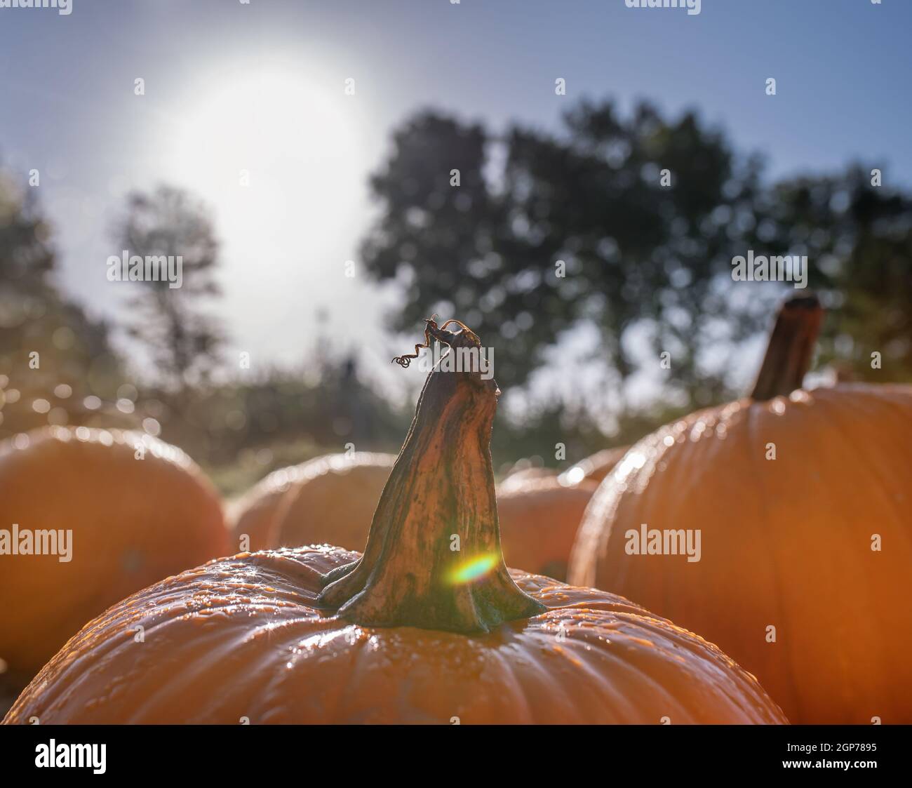 Autumn pumpkins background with sunlight Stock Photo - Alamy