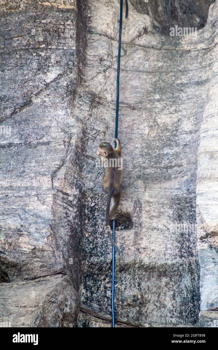 Macaque climbing in the ancient city Polonnaruwa, Sri Lanka Stock Photo ...